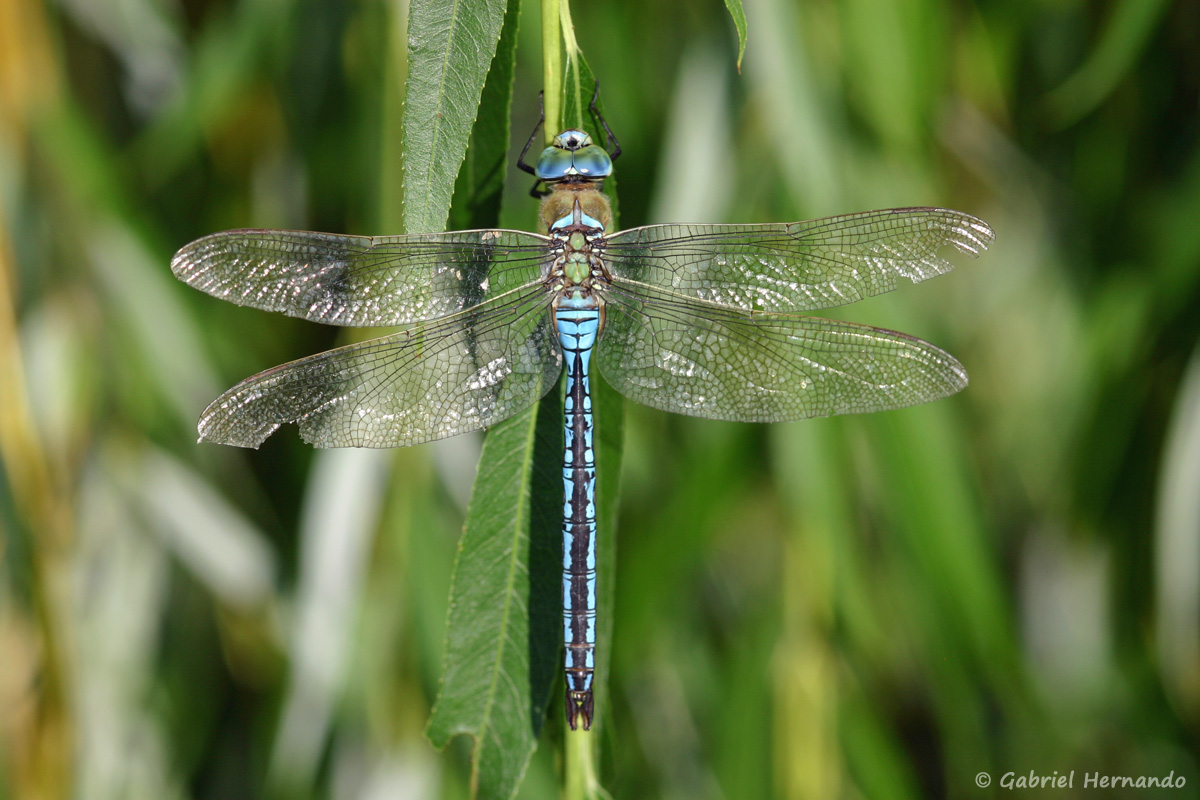 Odonates (libellules) - Ti'Jito