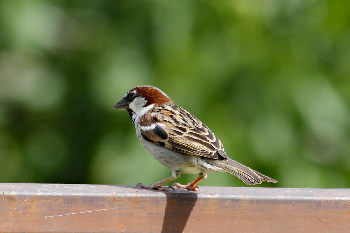 Passeriformes * (passereaux) - Ti'Jito