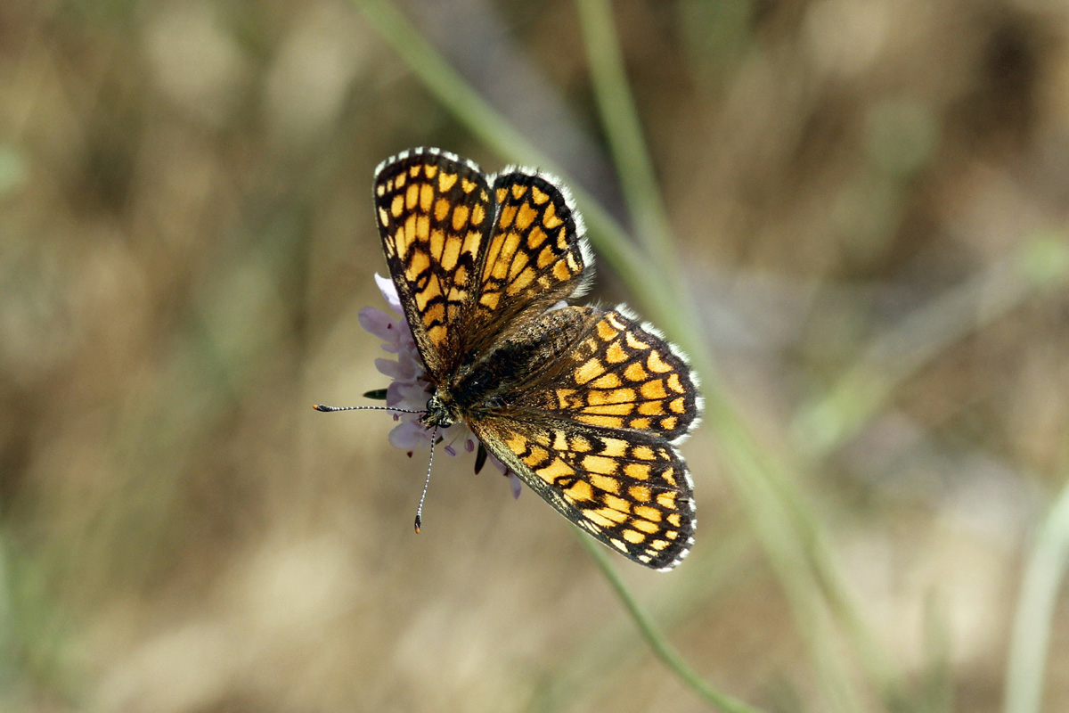 Lépidoptères (papillons) - Le portail de Gabriel